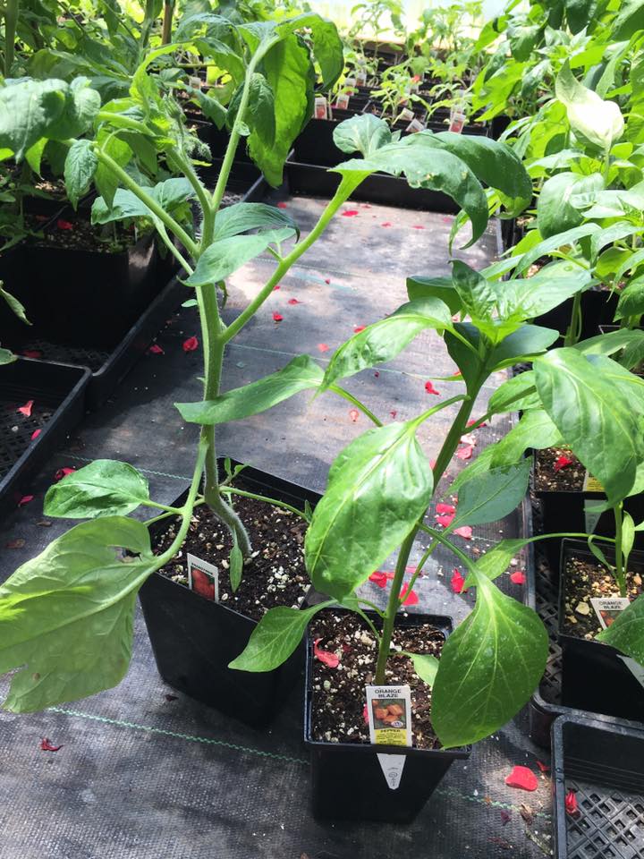 Veggie Starts – The Farmers Daughter Farm & Flowers