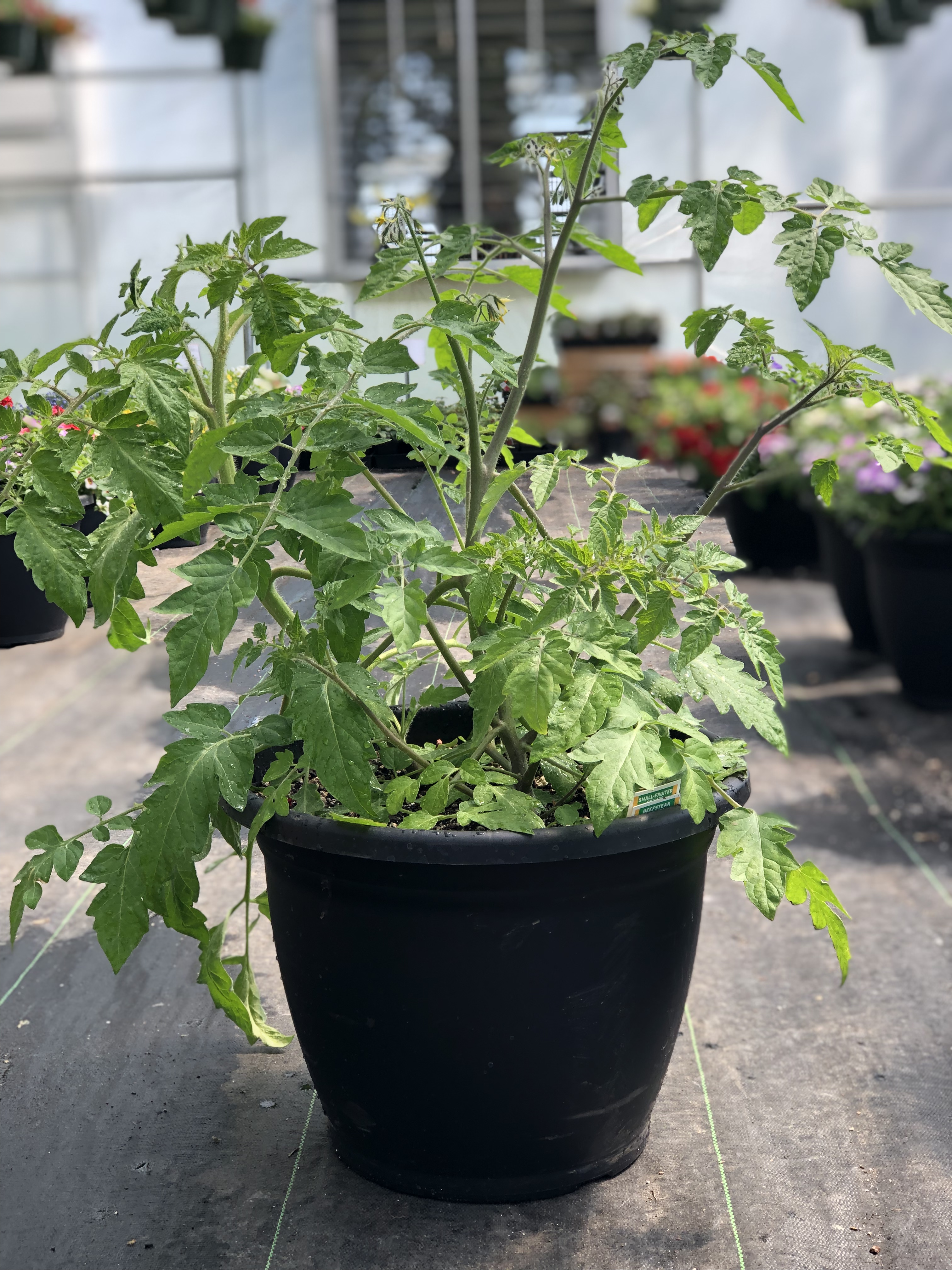 Veggie Starts – The Farmers Daughter Farm & Flowers